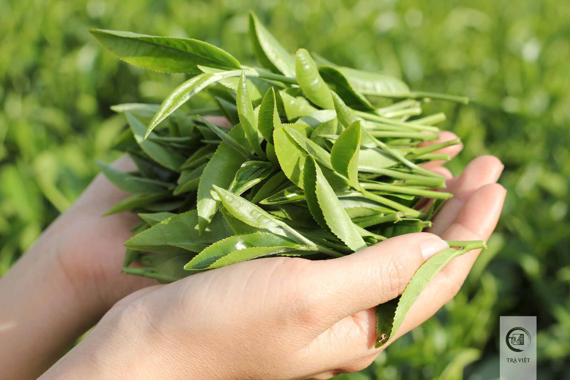 Vietnamese green tea - Tra Viet